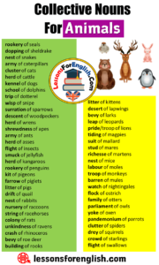 Collective Nouns For Animals - Lessons For English