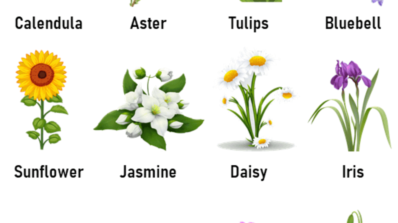 A List Of Flower Names With Pictures Best Flower Site A List Of Flower Names With Pictures Best Flower Site