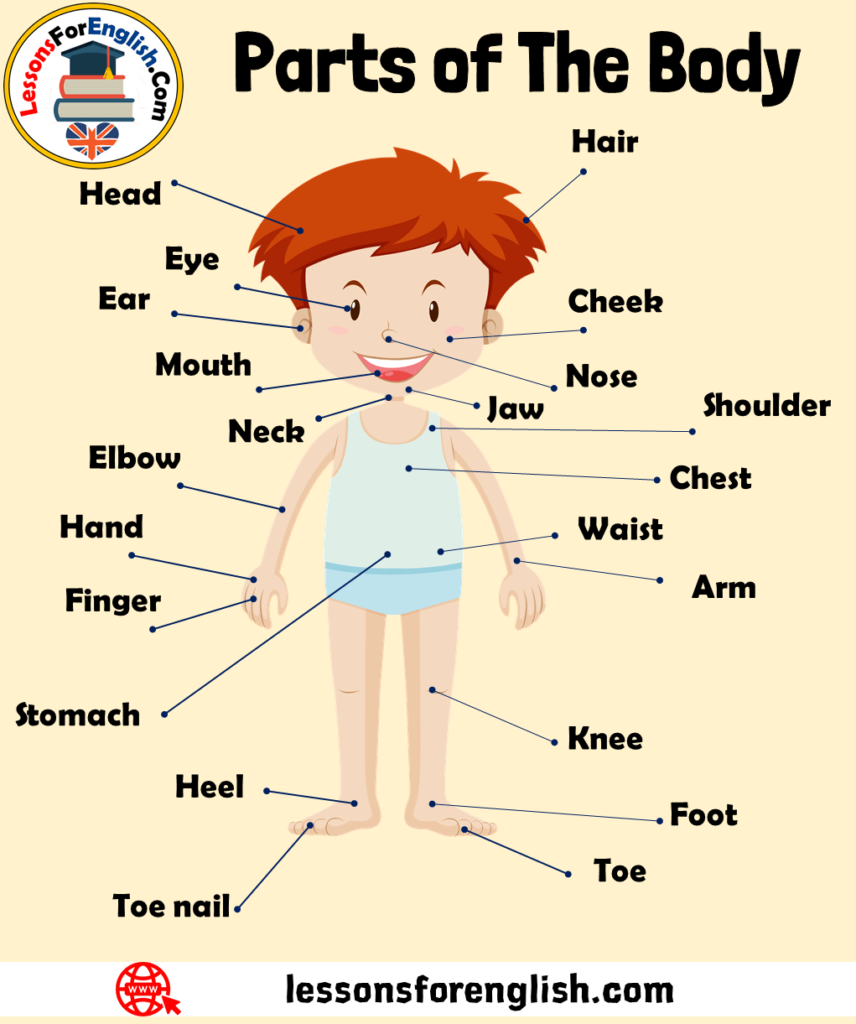 Human Body Parts Names Organs In The Body Expressions And Examples 